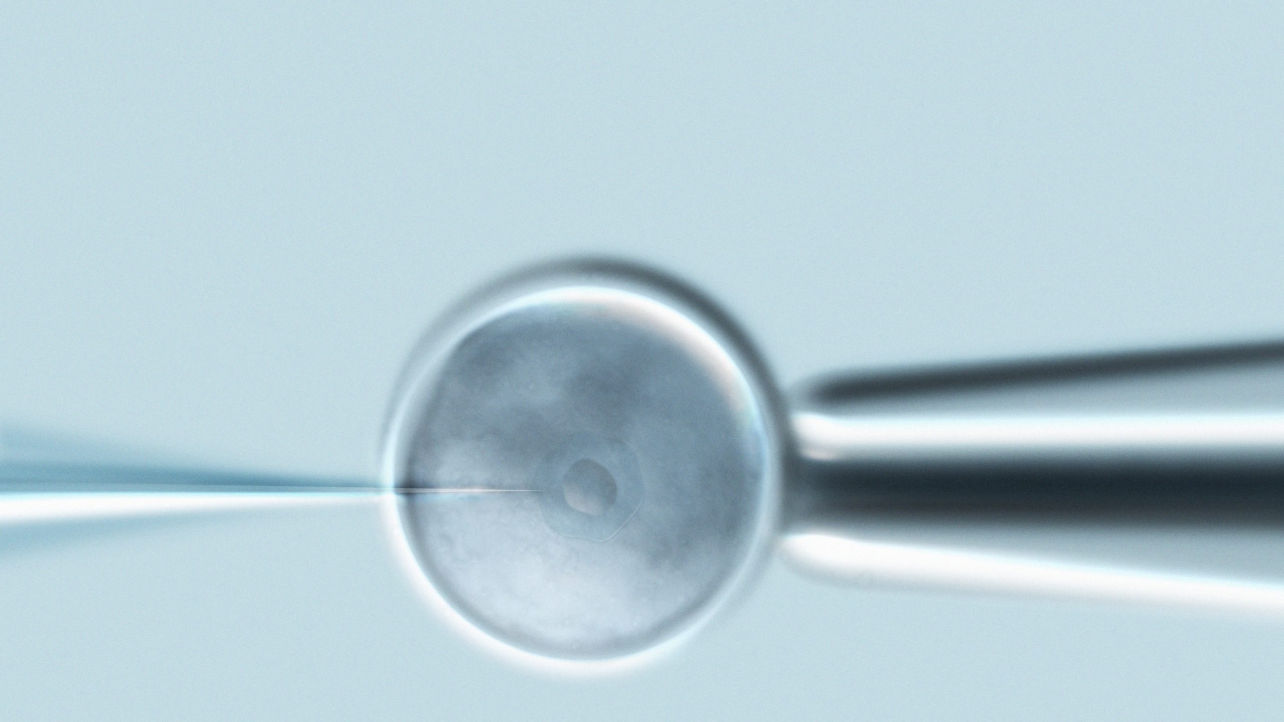 Intracytoplasmic sperm injection (ICSI): what it is and cost